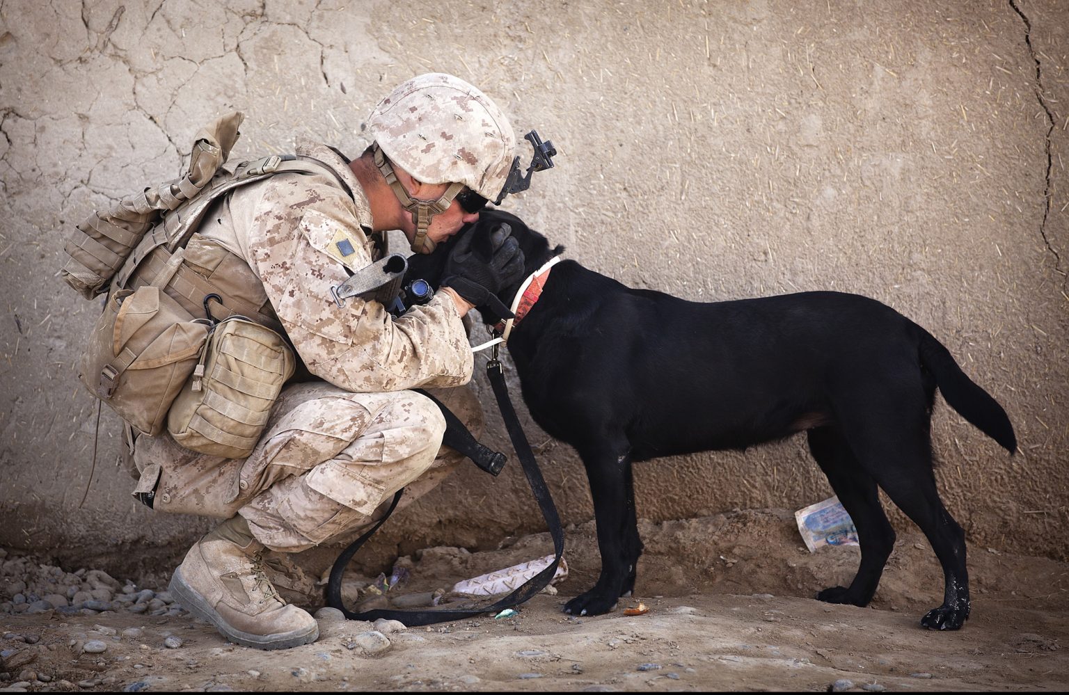 Home - Veteran Companion Animal Services