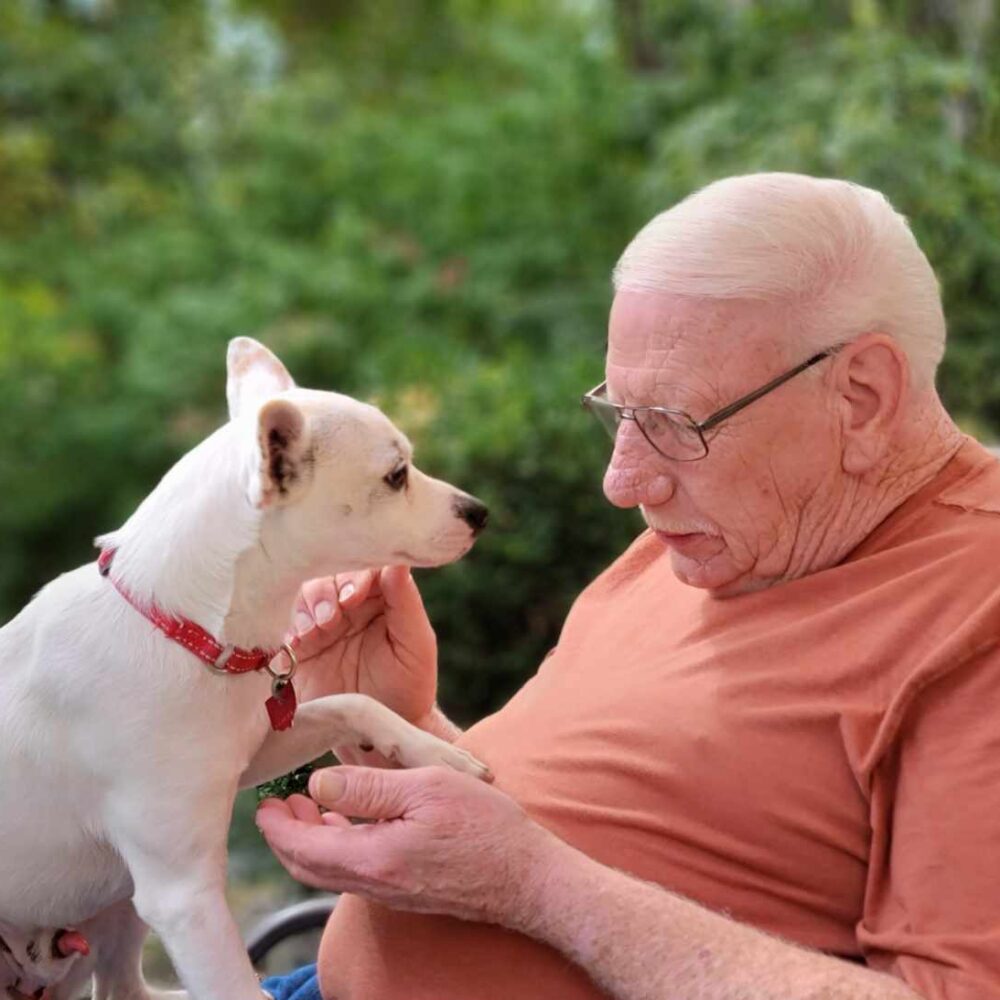 Veteran Companion Animal Services – Nonprofit animal rescue and veteran ...