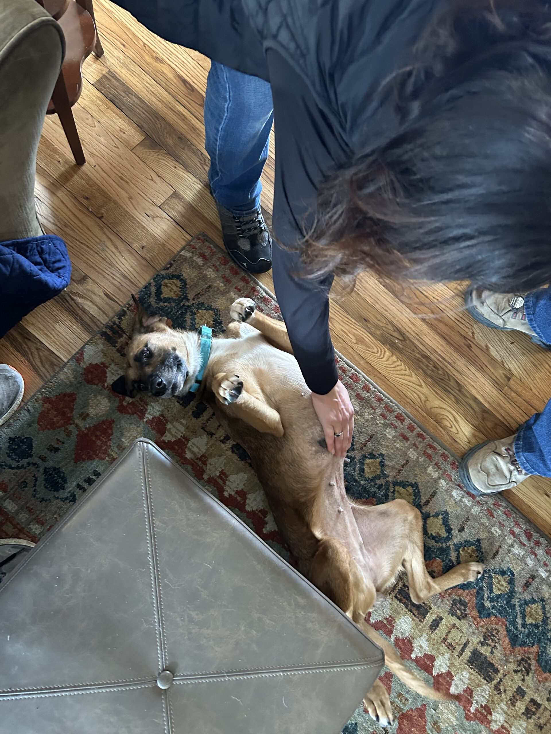 Welcome home, Charlie! - Veteran Companion Animal Services