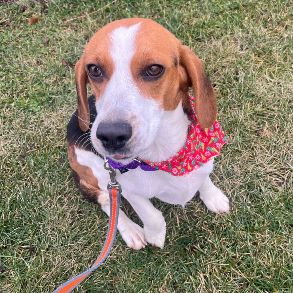 Home - Veteran Companion Animal Services