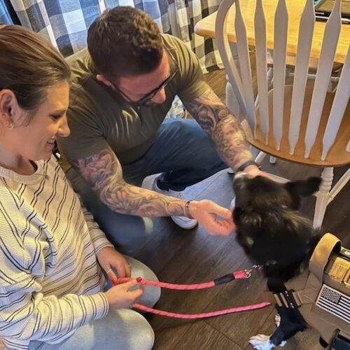 Home - Veteran Companion Animal Services